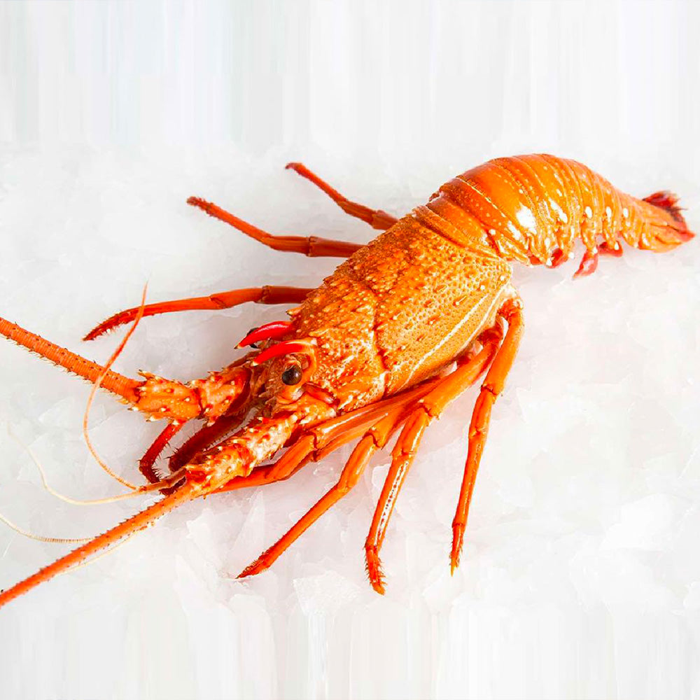 Export Grade Western Australian Live Lobster - Whole, 400-500g – Umall - Australia's Largest ...