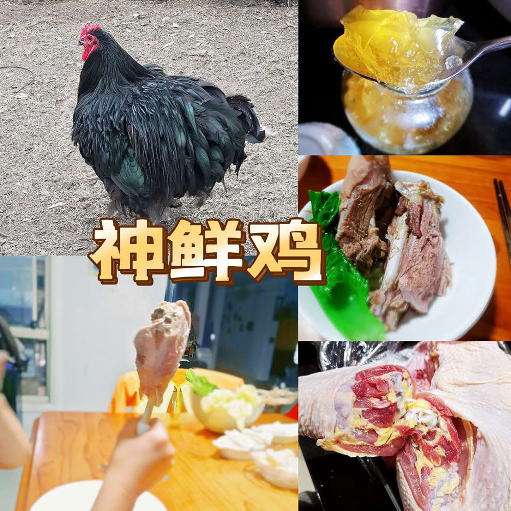 Wonderwander Frozen Premium Chicken - 1 Piece – Umall - Australia's ...