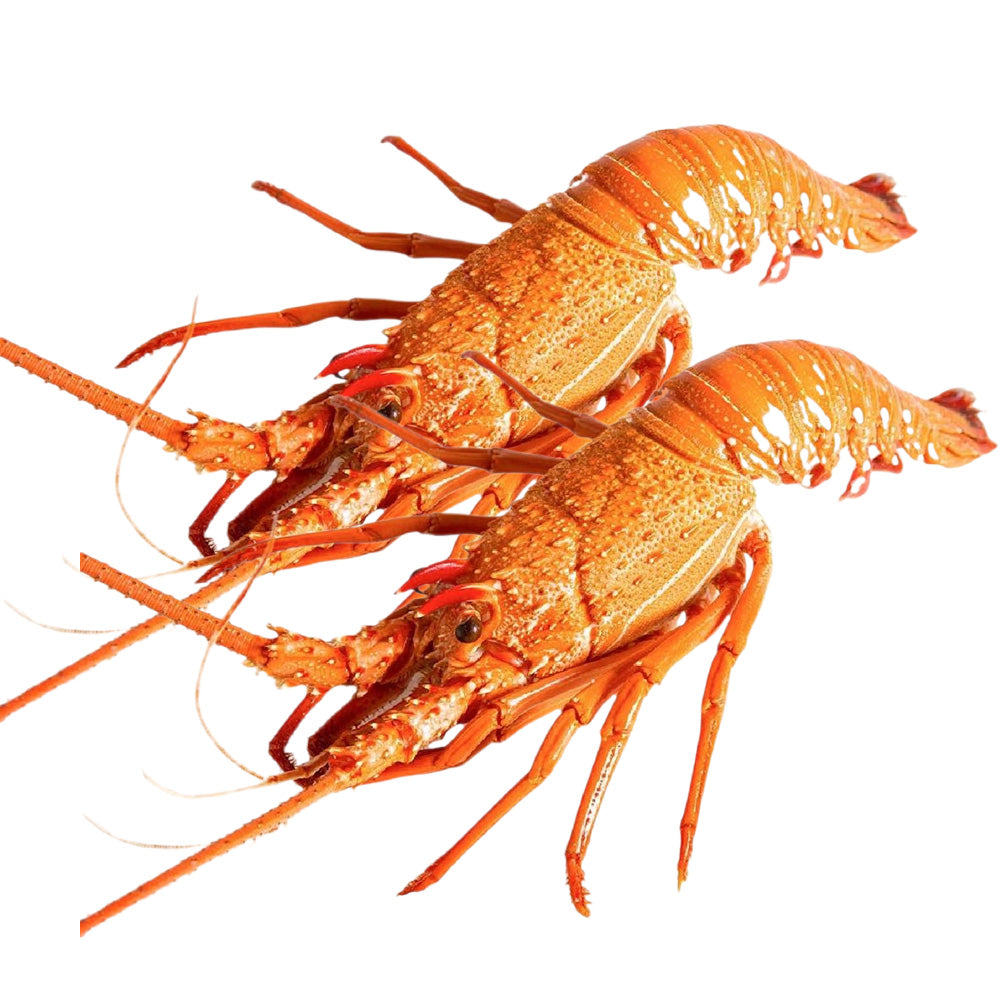 Export Grade Western Australian Live Lobster - Whole, 400-500g x 2 Pie ...