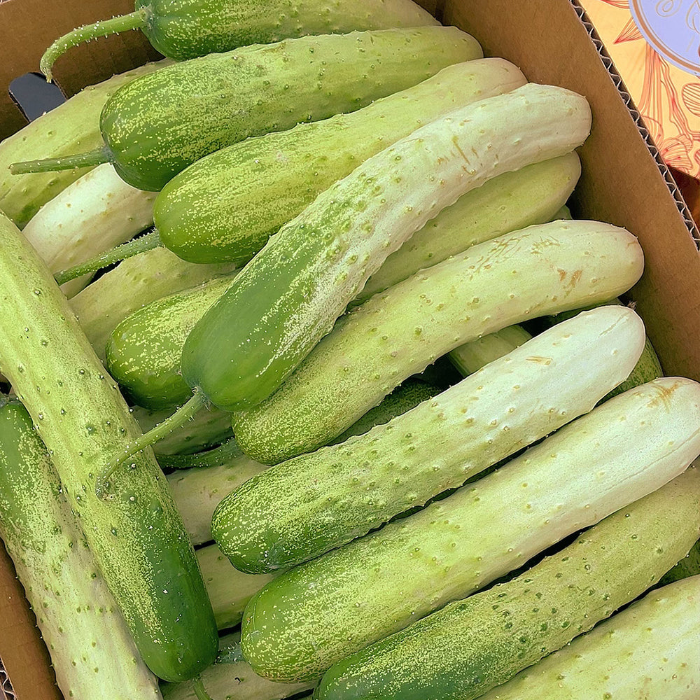Korean Spiny Cucumbers - 2-3 Pieces (500g) – Umall - Australia's ...