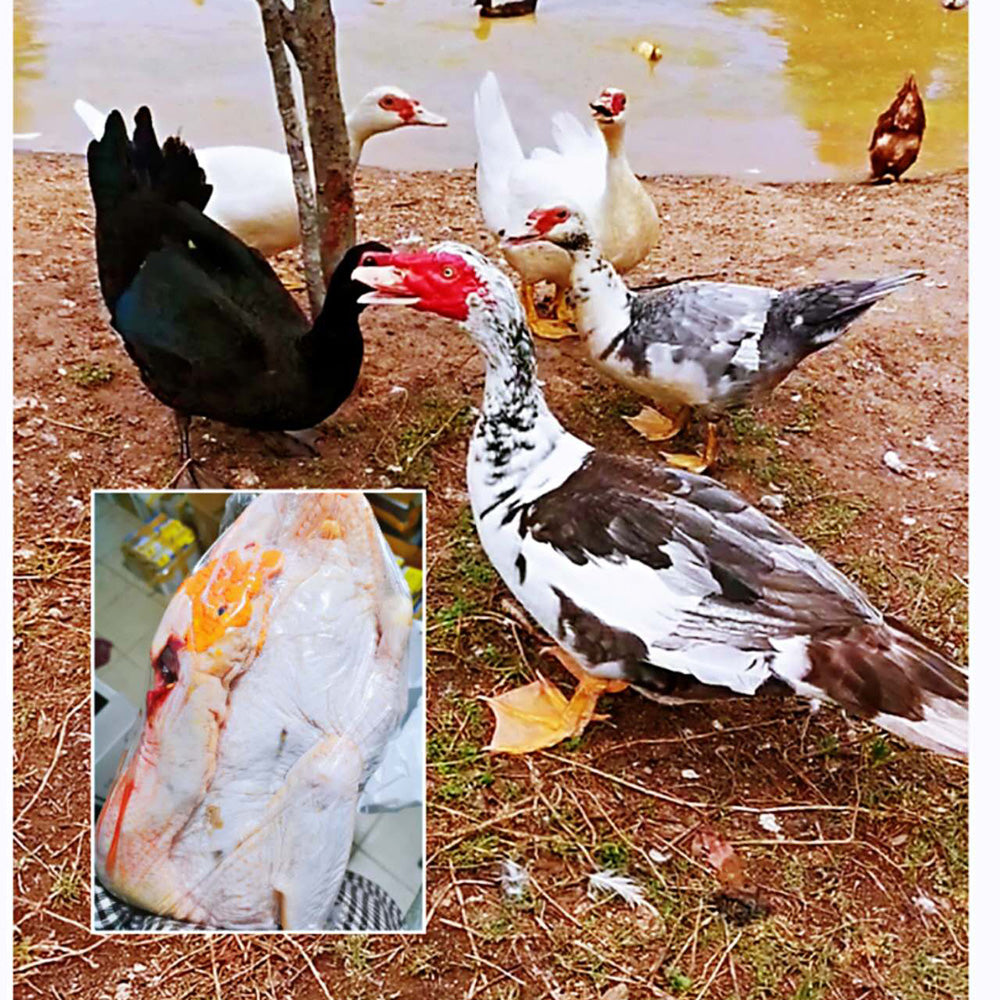 Wonderwander Frozen One-Year-Old Male Muscovy Duck - 1 Piece | Umall ...