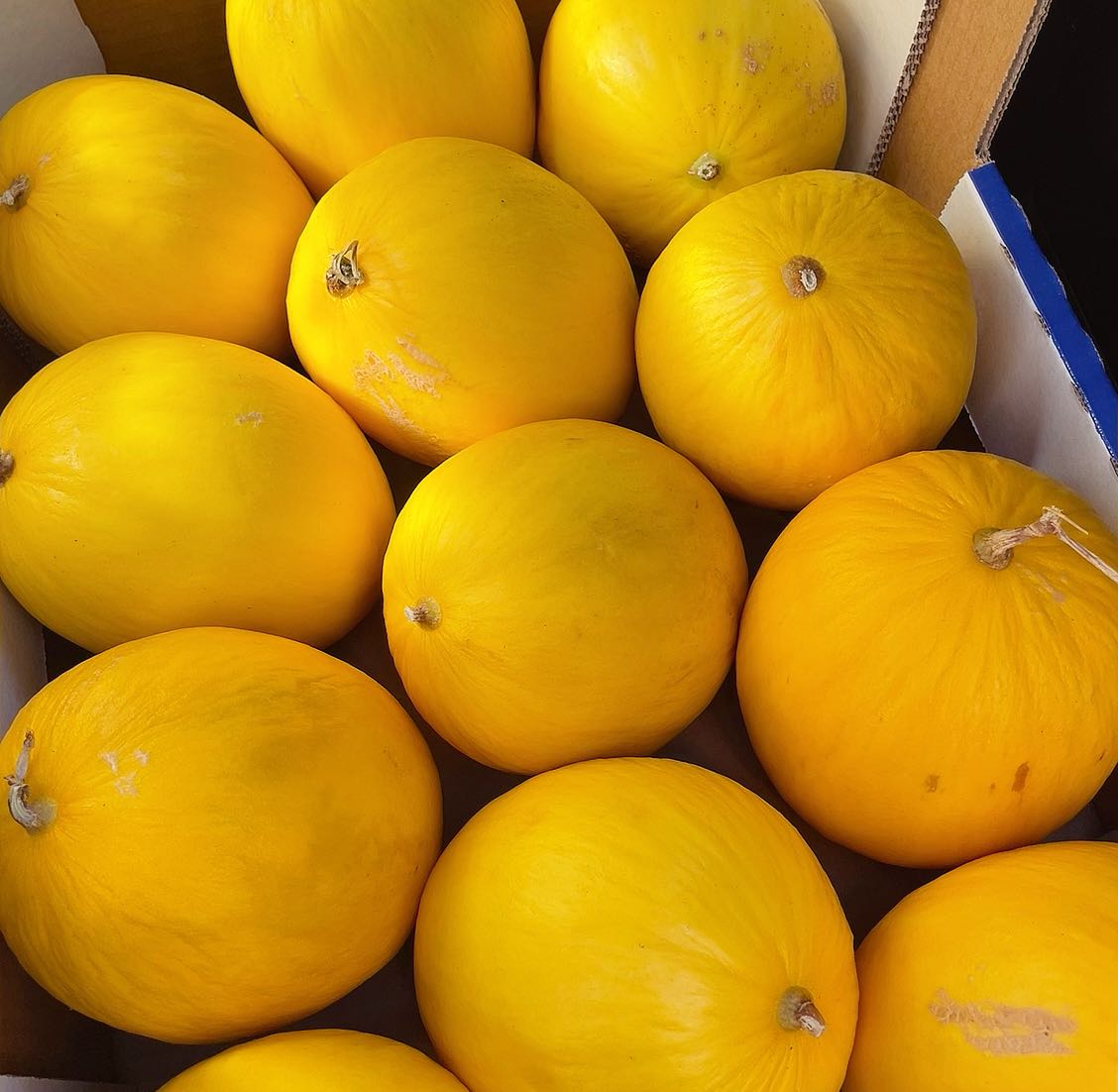 Small Candy Melon - 1 Piece – Umall - Australia's Largest Online Asian ...