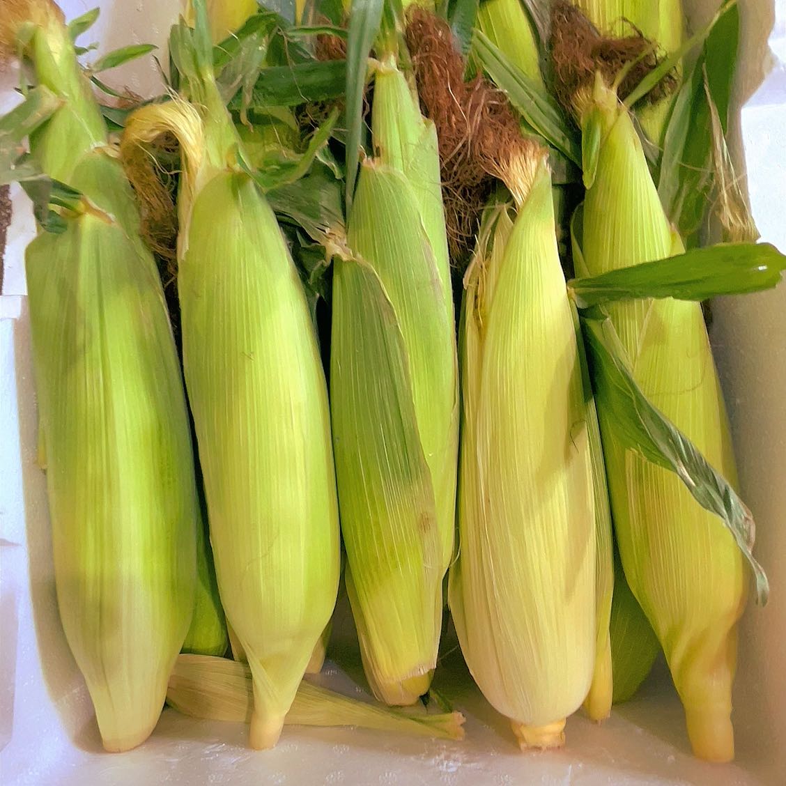 Buy Fresh Corn in Sydney - 3 Pieces – Umall - Australia's Largest ...