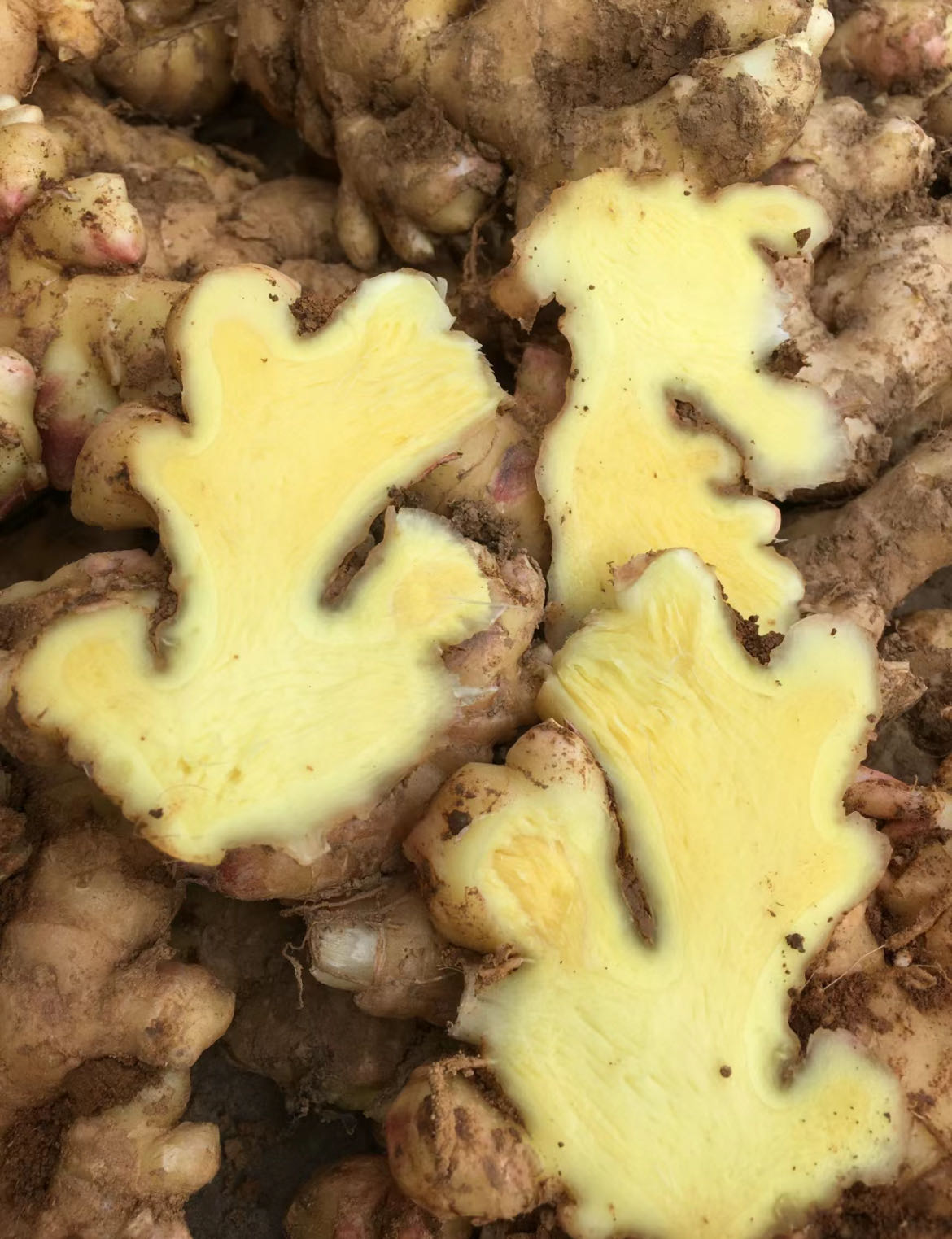 Buy Fresh Yellow Ginger 500g Online in Sydney – Umall - Australia's ...