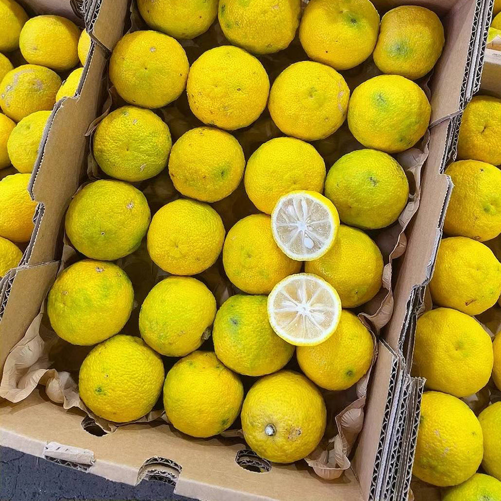 Locally Grown Japanese Yuzu, 1 Piece (For Tea Infusion, Not for Direct ...