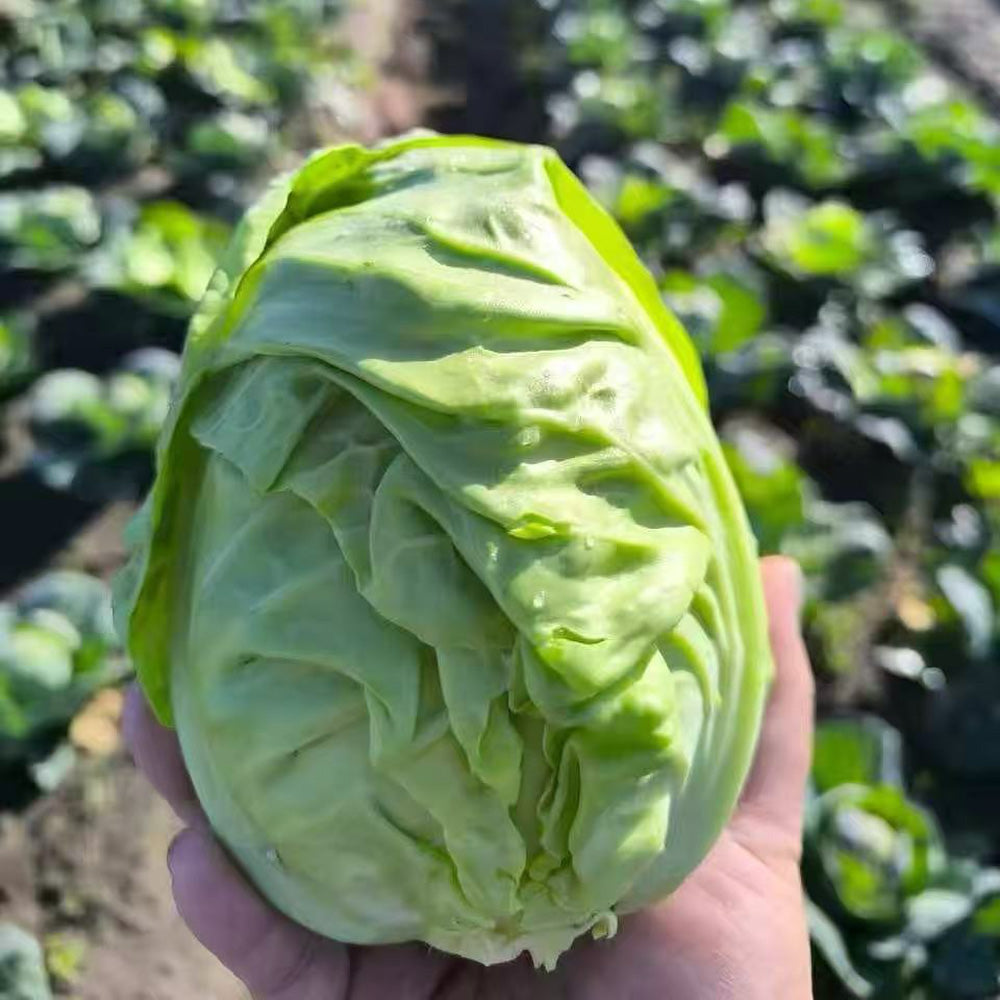 Sweet Baby Cabbage - 1 Head – Umall - Australia's Largest Online Asian ...