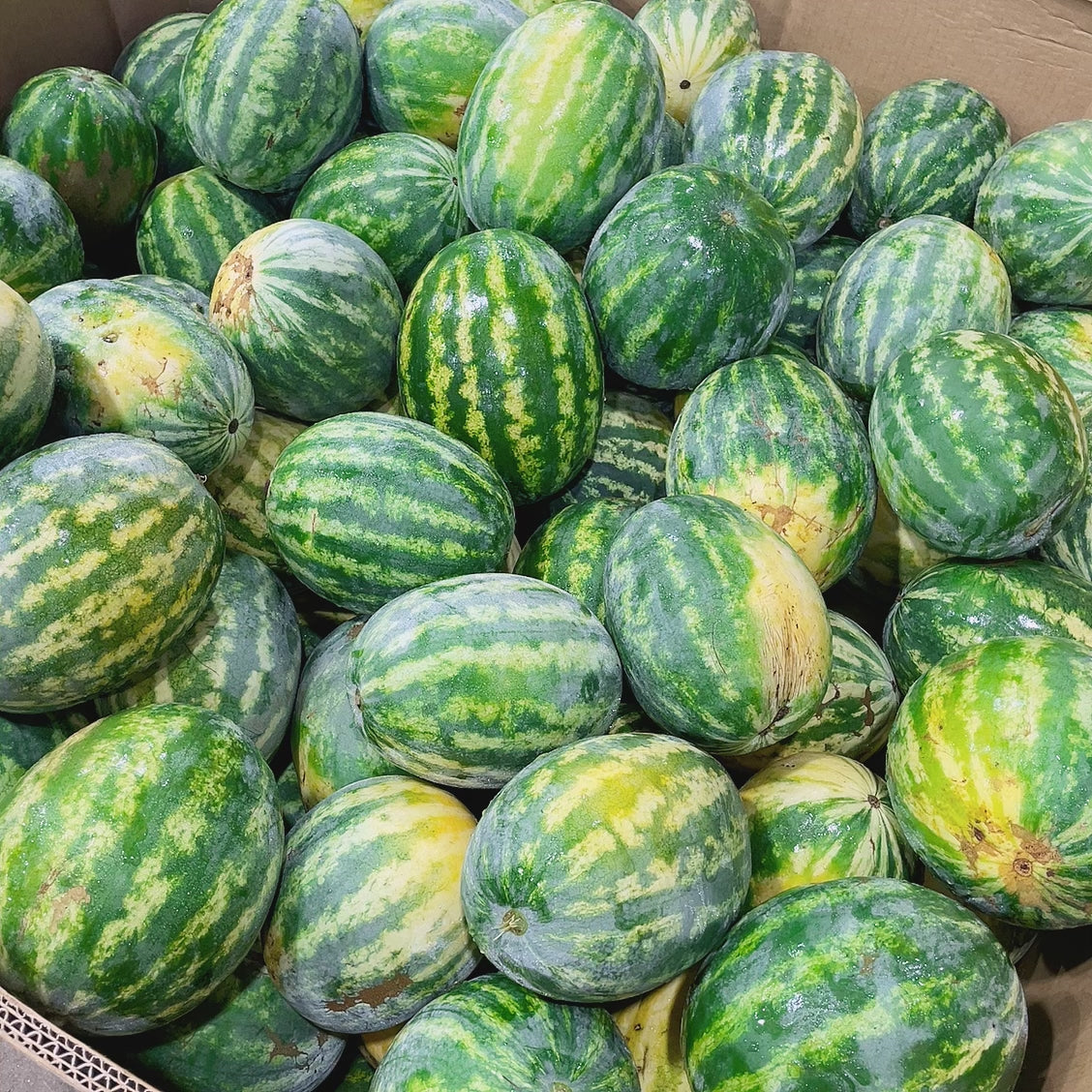 Tiger-Striped Watermelon - Multiple Sizes Available – Umall - Australia ...