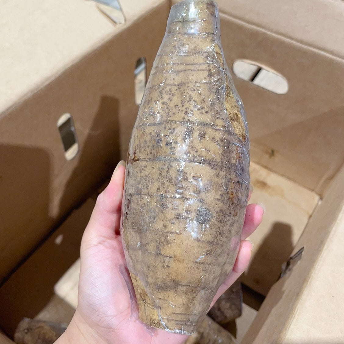 Buy Fresh Arrowroot in Sydney - 1 Piece (700-800g) – Umall - Australia ...