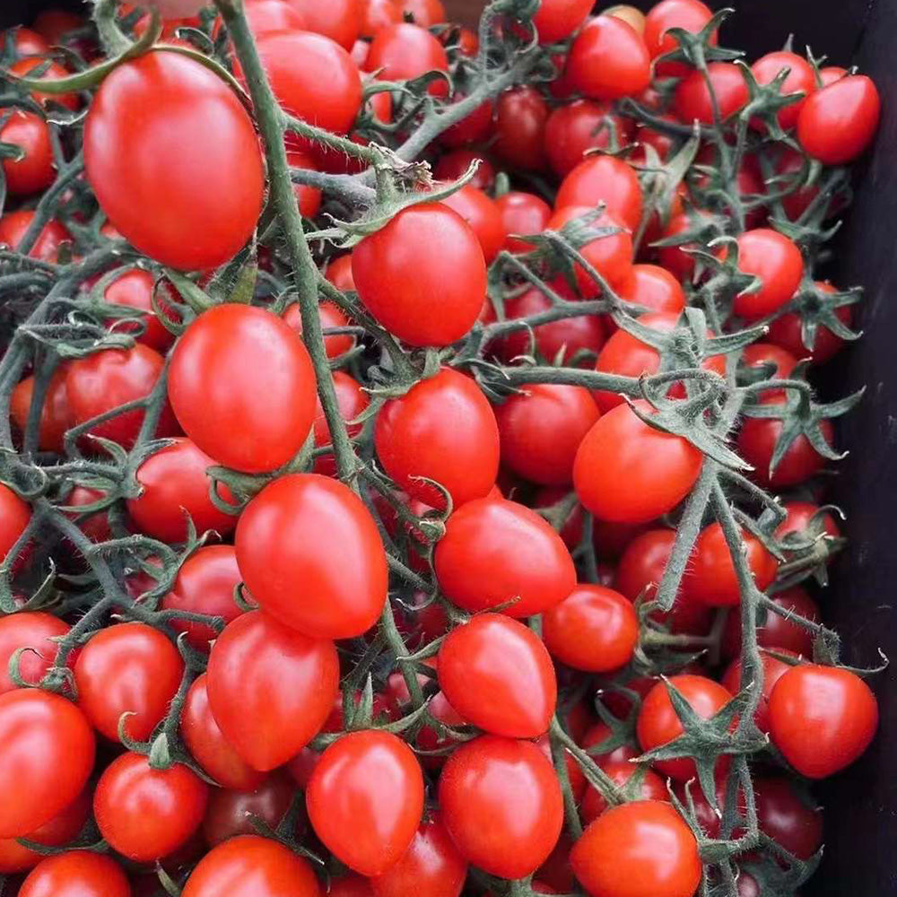 Buy Cherry Roma Tomatoes in Sydney - 1 Box (500g) – Umall - Australia's ...