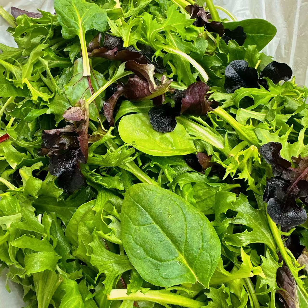 Buy Mesclun Mix in Sydney - Salad Greens 300g – Umall - Australia's ...