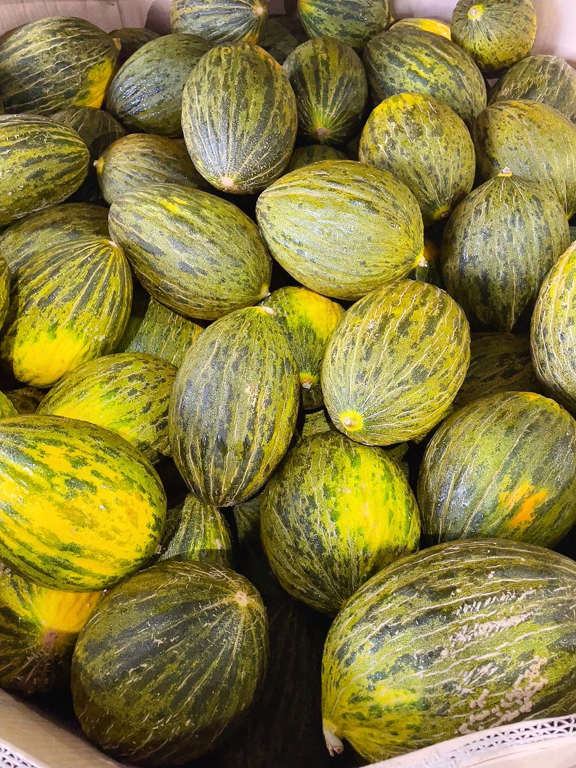 Large Christmas Melon - 1 Piece – Umall - Australia's Largest Online ...