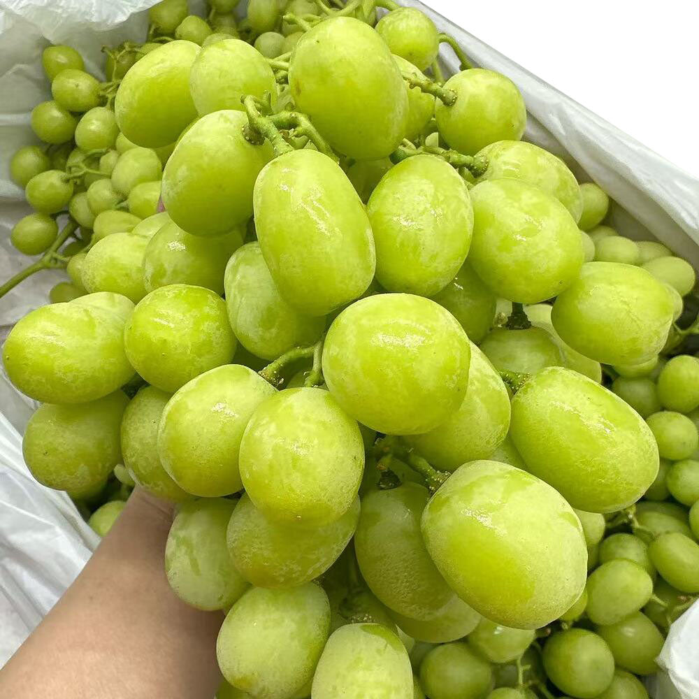Ivory Green Grapes 1kg – Umall - Australia's Largest Online Asian ...