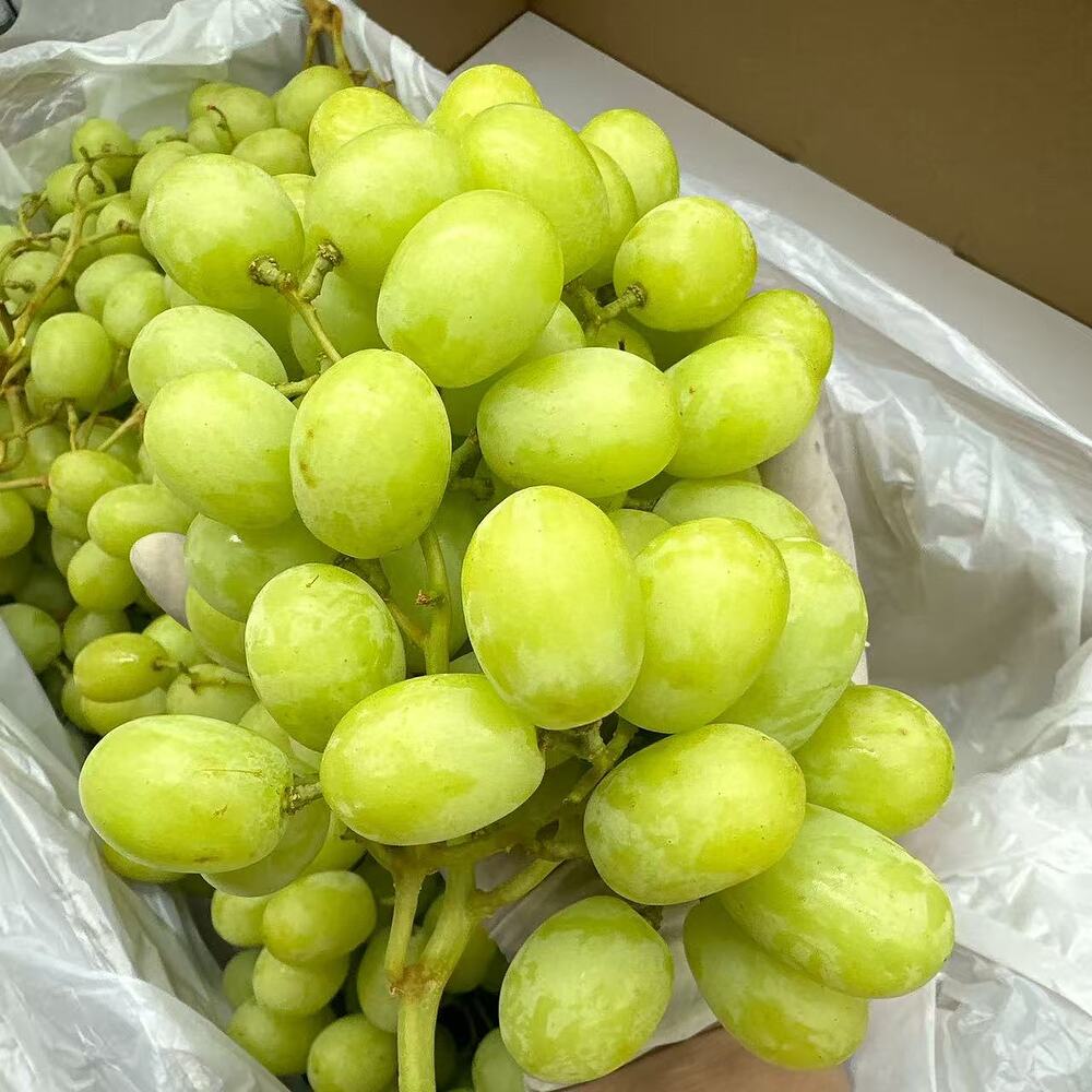 Yummy Sweet Globe Green Grapes 900g – Export Grade, Crisp & Sweet ...
