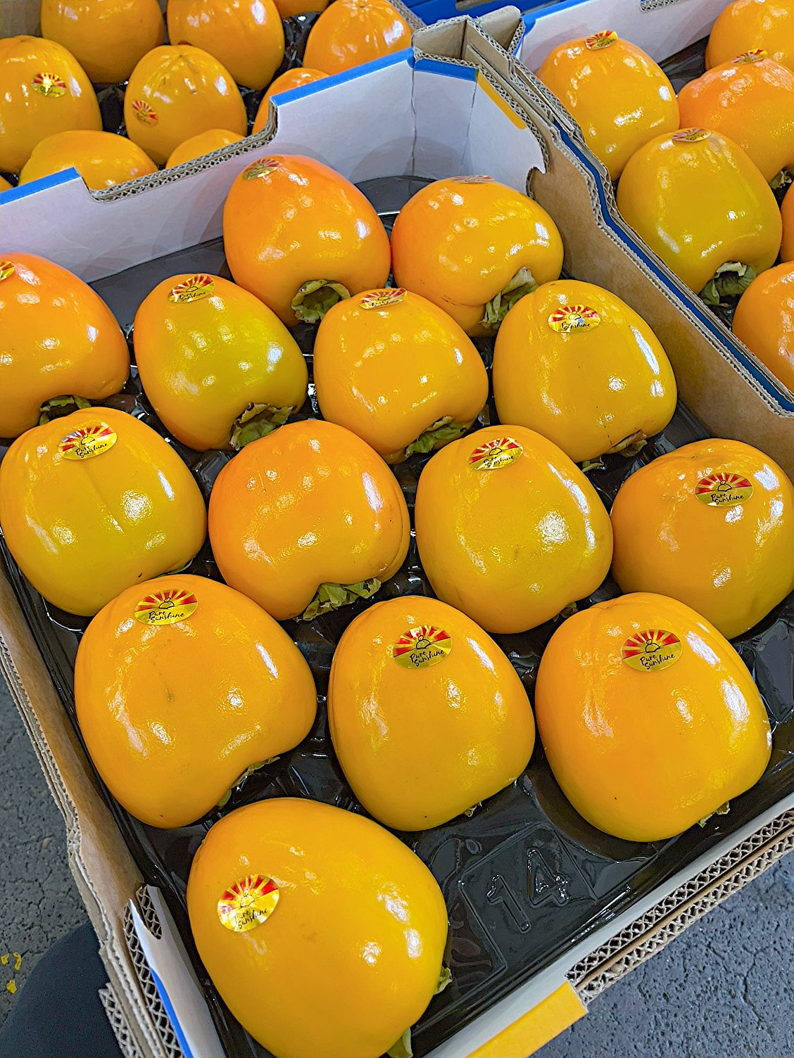 Gold Line Soft Persimmon - 1 Piece – Umall - Australia's Largest Online ...