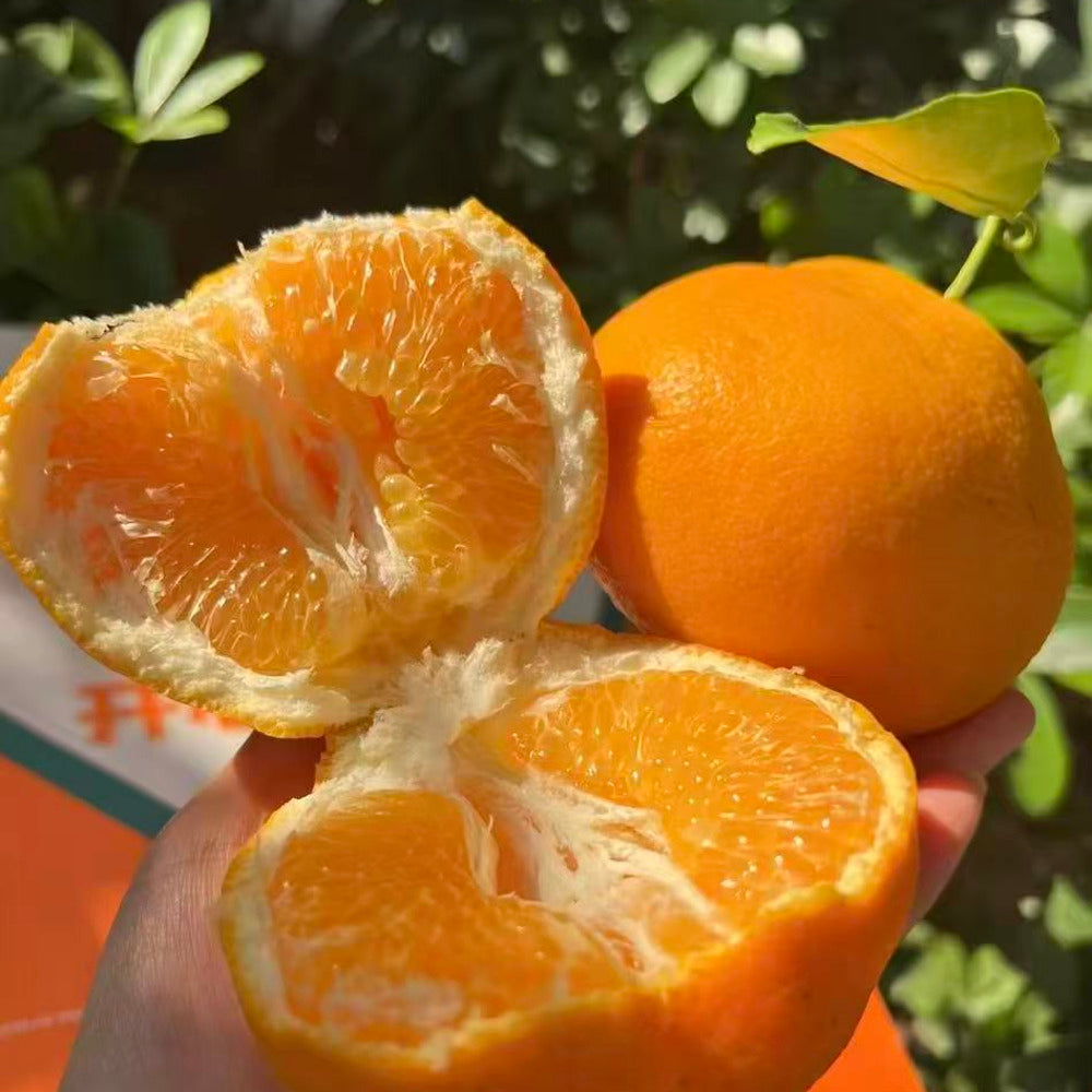Chun Jian Ponkan Mandarins Gift Box 3.5kg – Air-Freighted from China ...
