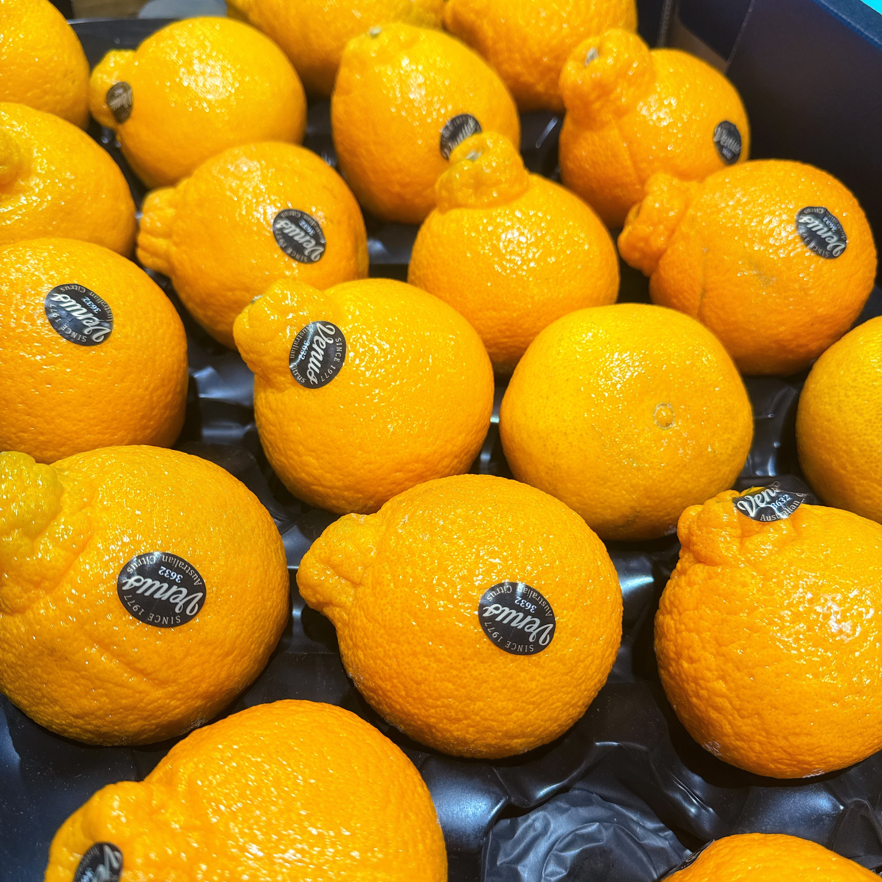 Shiranui Dekopon Mandarins 1kg - Sumo Citrus Ugly Tangerine – Umall ...