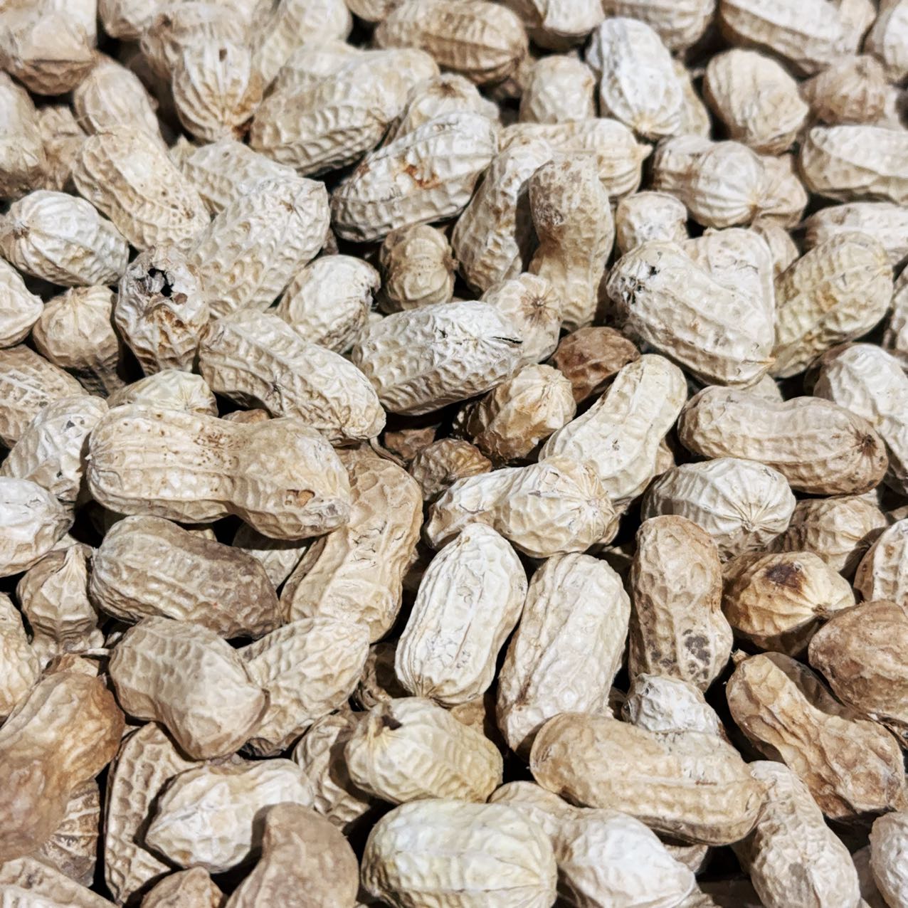 Buy Raw Peanuts 500g in Sydney - Green Leaf Farm – Umall - Australia's ...