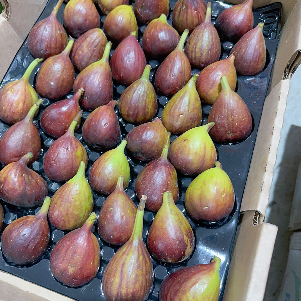 Local Figs, Pack of 6 – Umall - Australia's Largest Online Asian ...